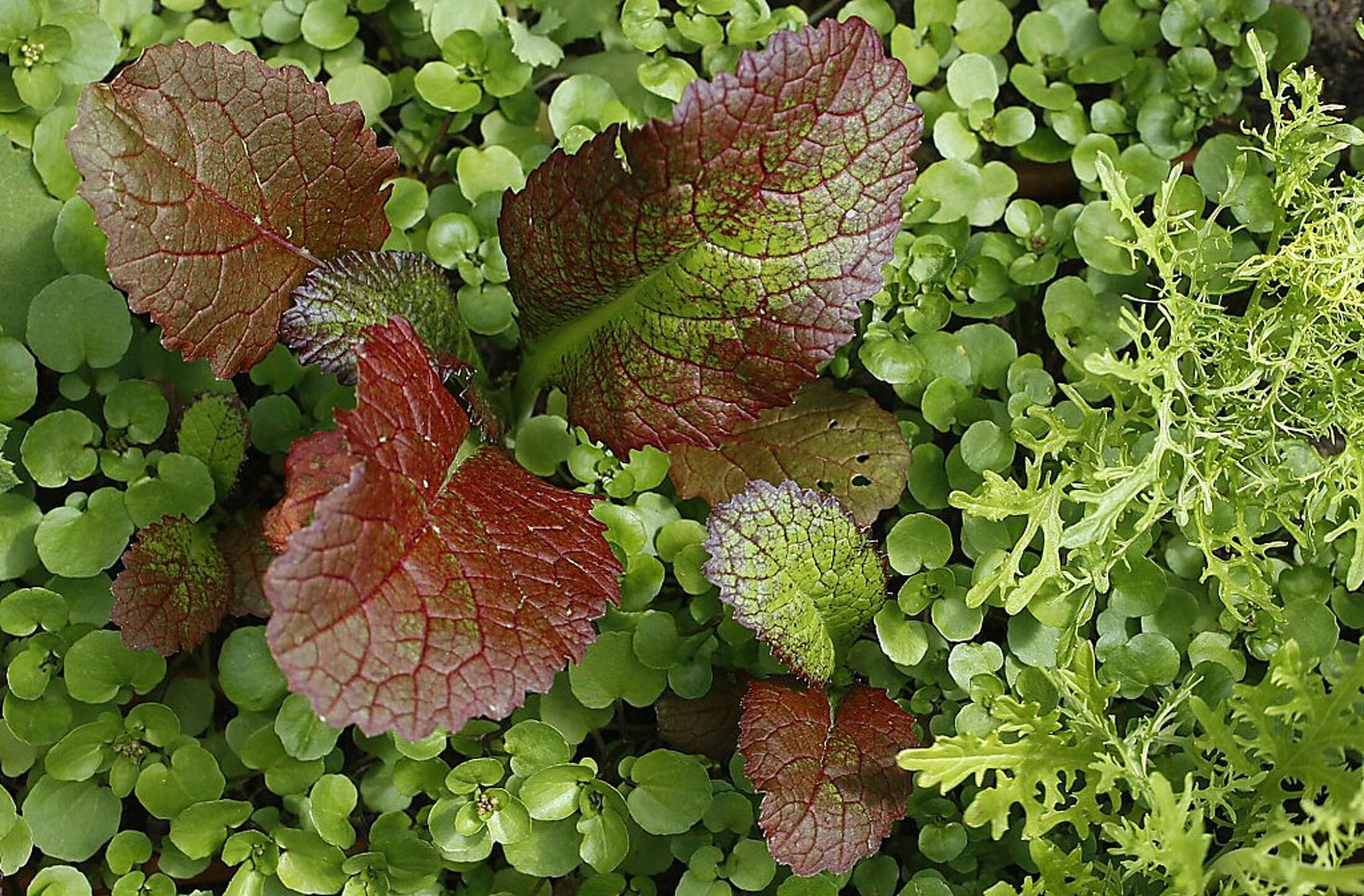 Kitazawa Seed connects cultures, traditional foods