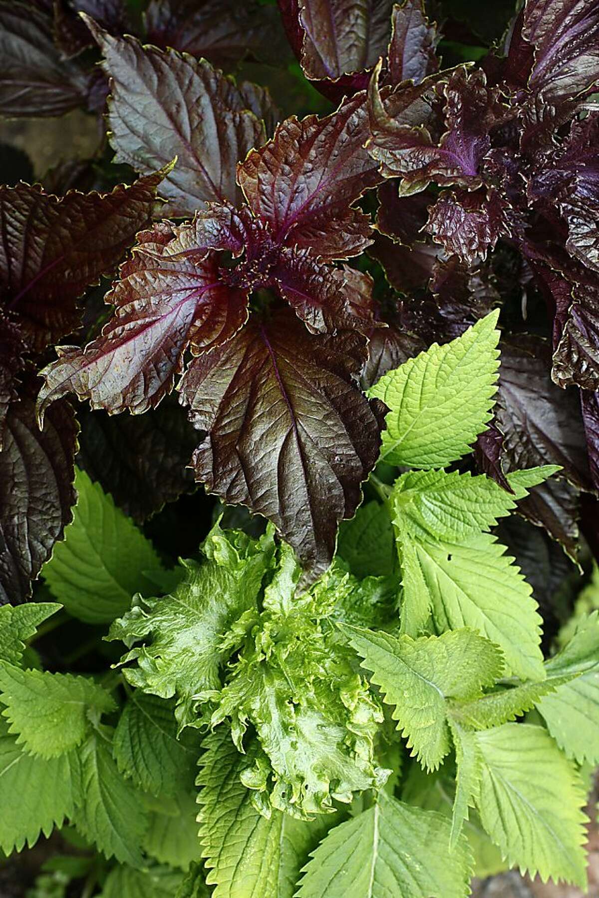 Kitazawa Seed connects cultures, traditional foods