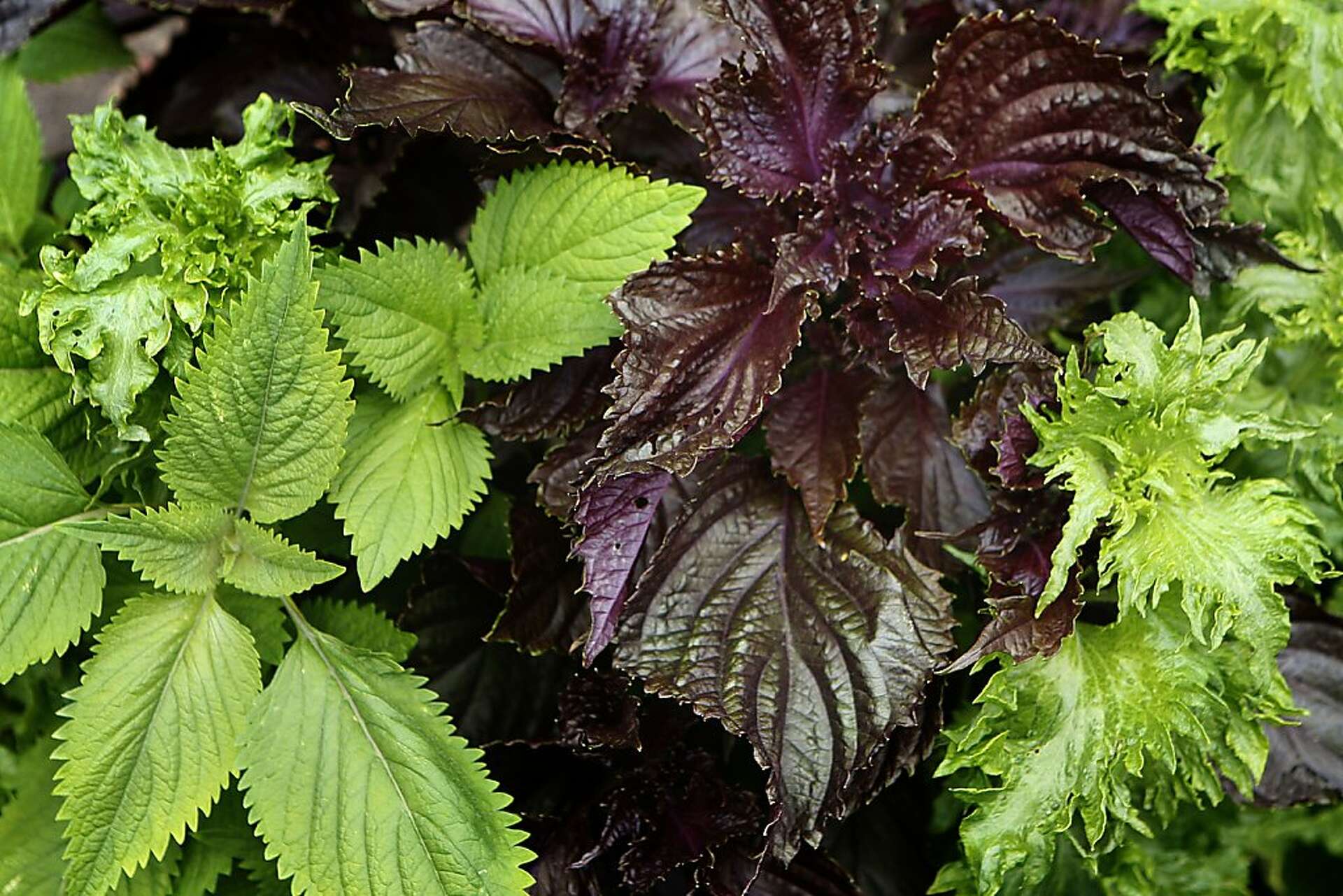 Kitazawa Seed connects cultures, traditional foods