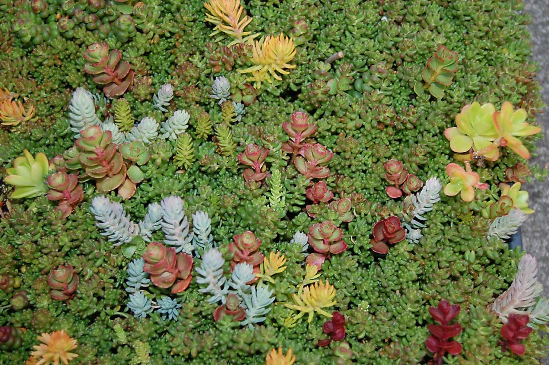 Sunny spots call for sedums