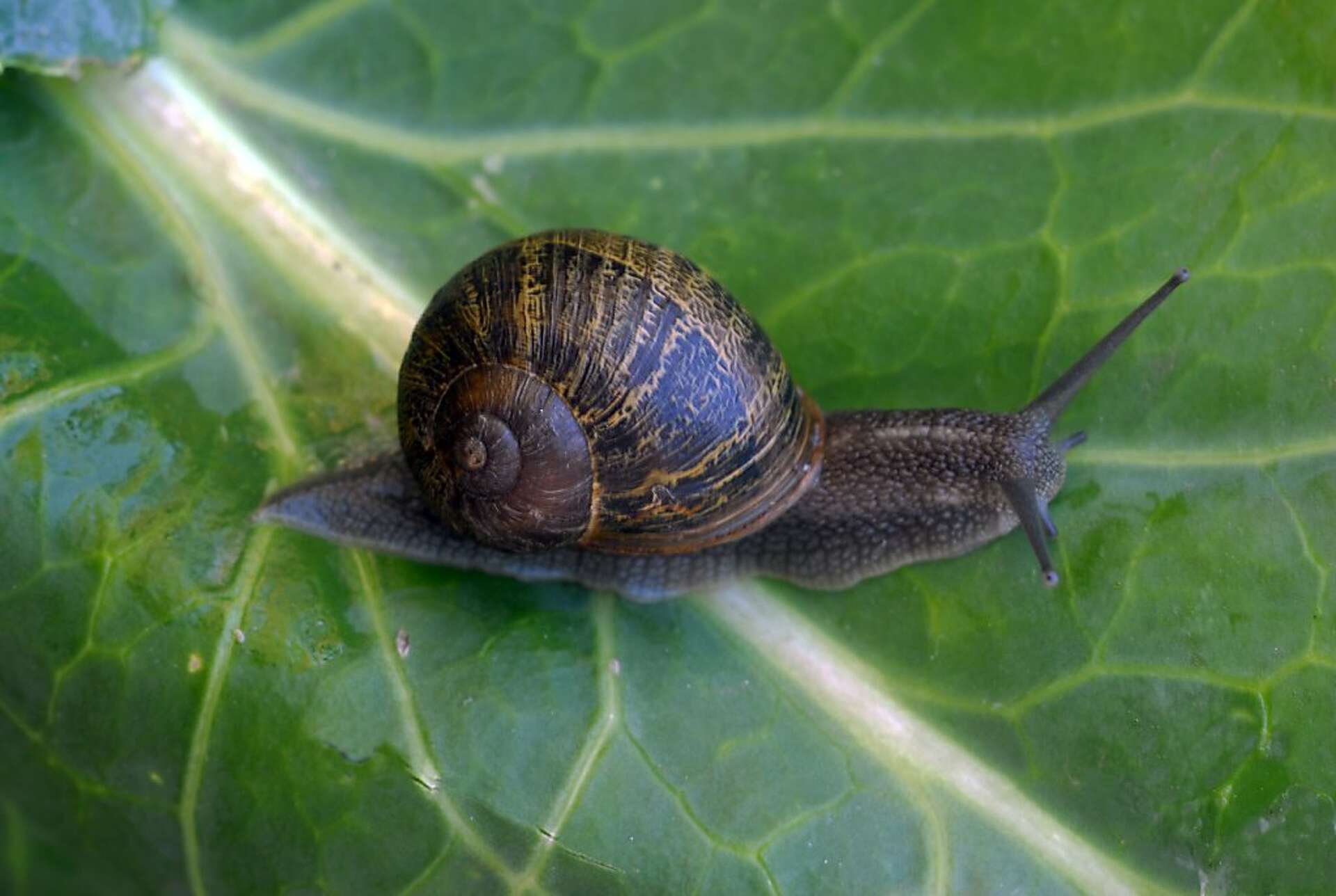 Sluggo gets OMRI seal of approval