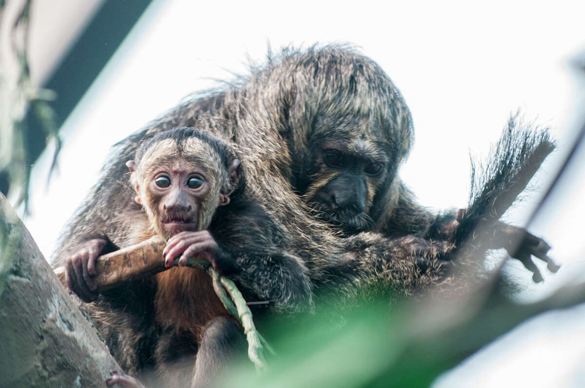 New baby monkey begins exploring at Houston Zoo