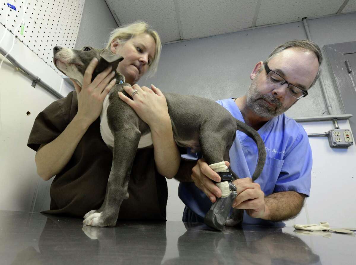 6 months for pet cruelty