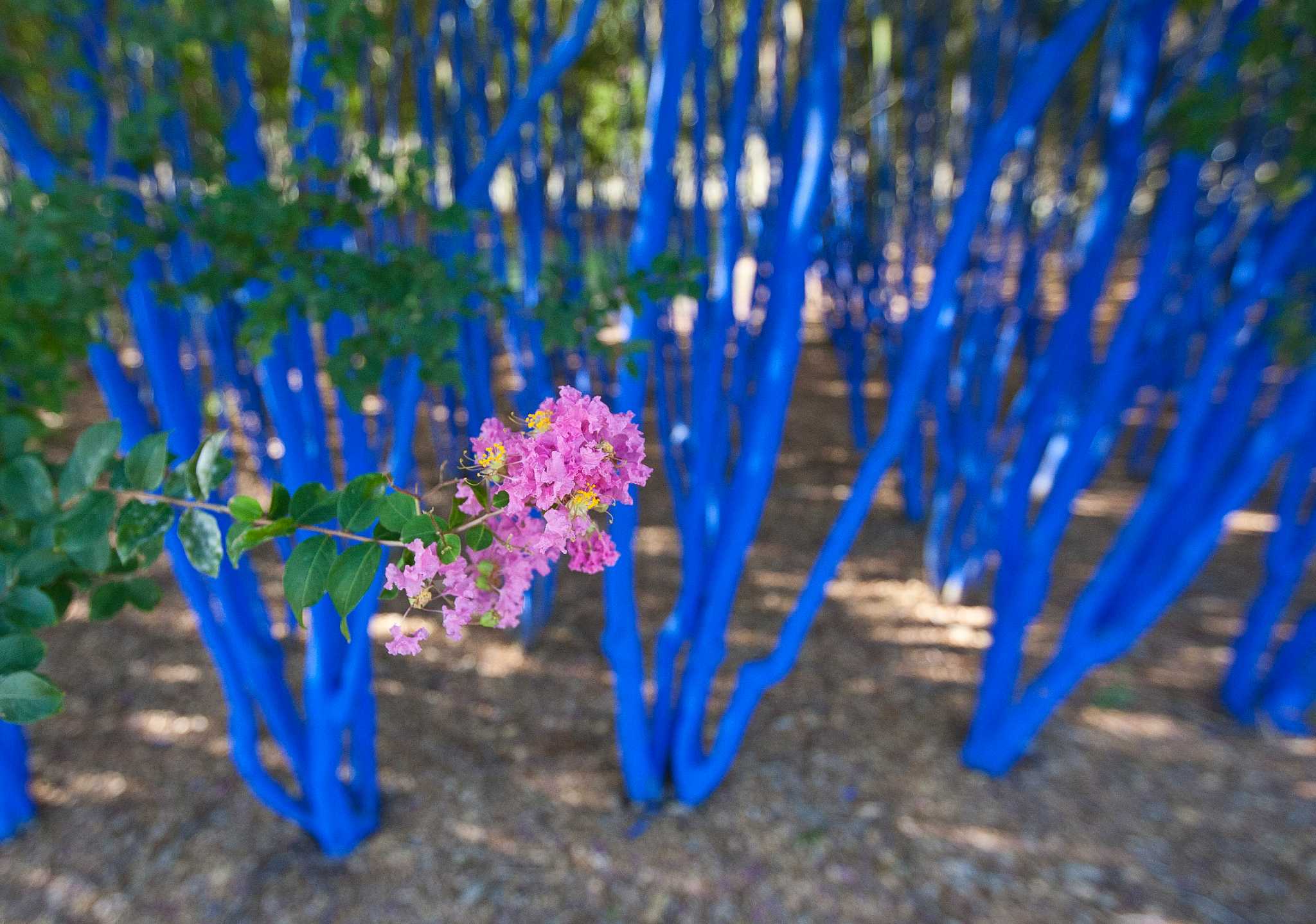 Blue Trees inspire new views of nature