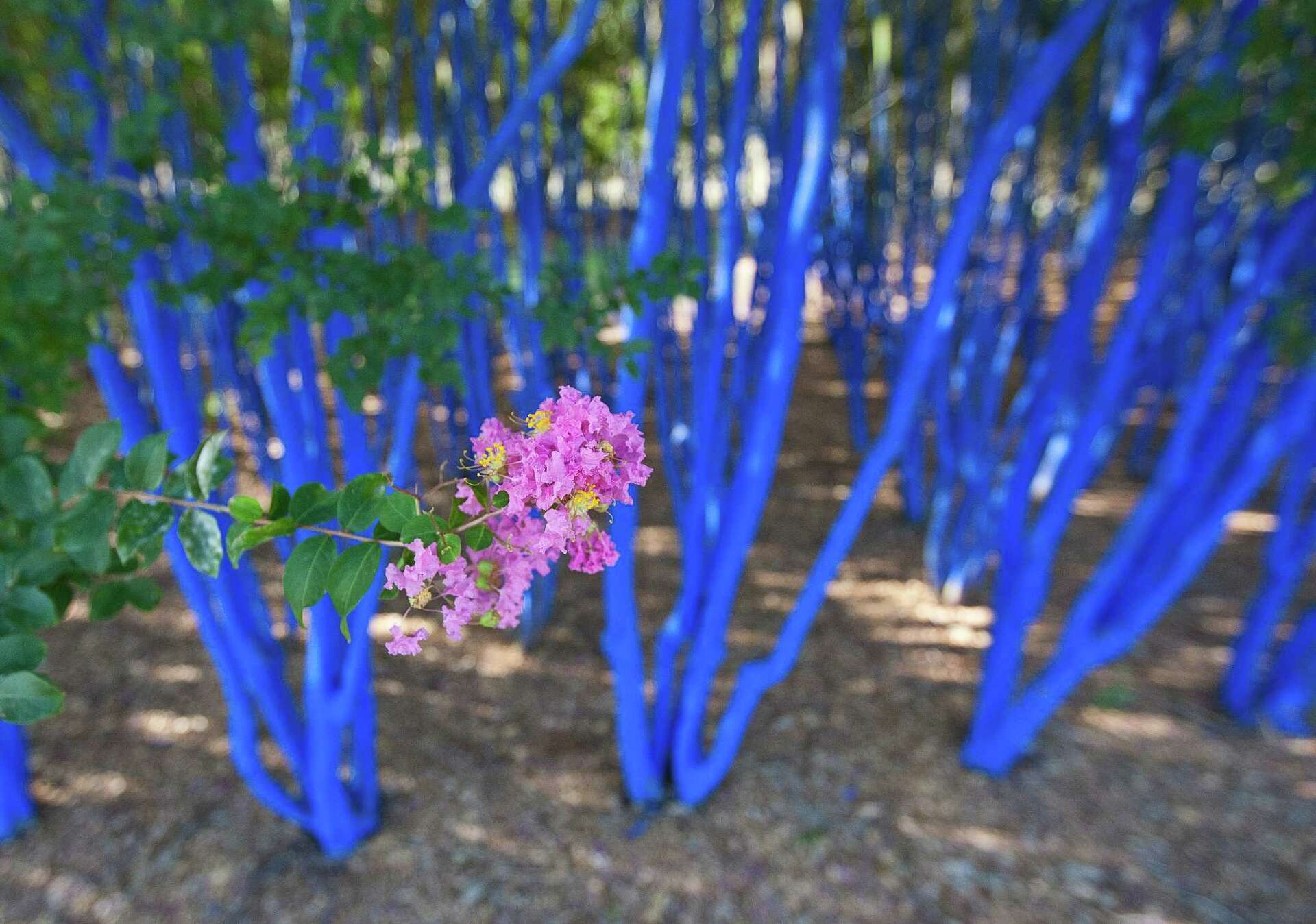 Blue Trees inspire new views of nature