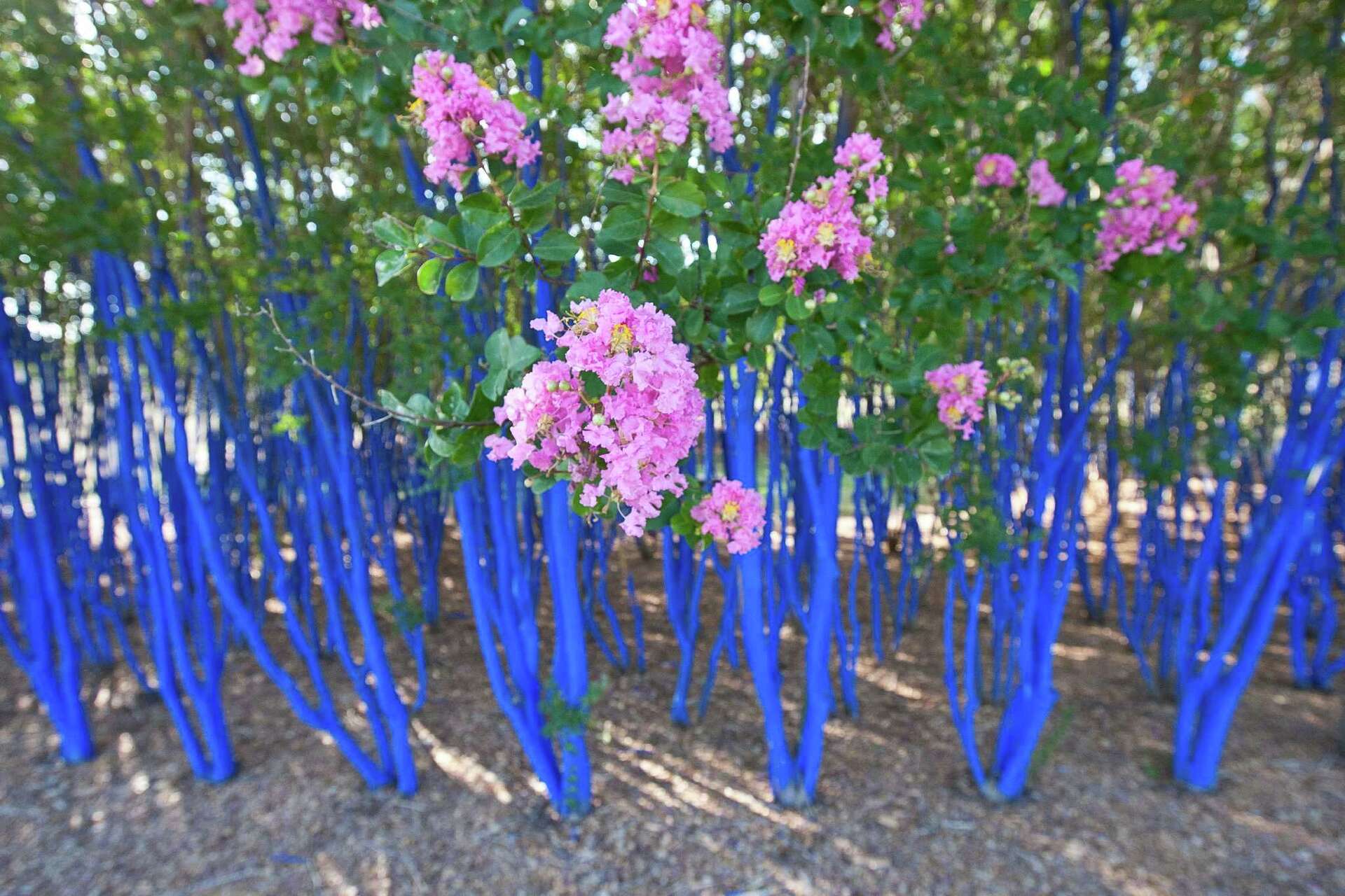 Blue Trees inspire new views of nature