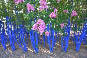 Blue Trees inspire new views of nature