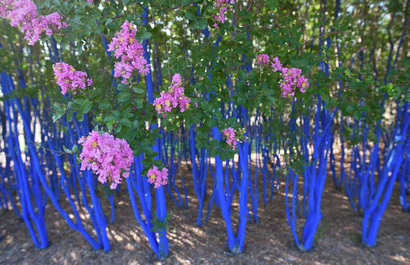 Blue Trees inspire new views of nature