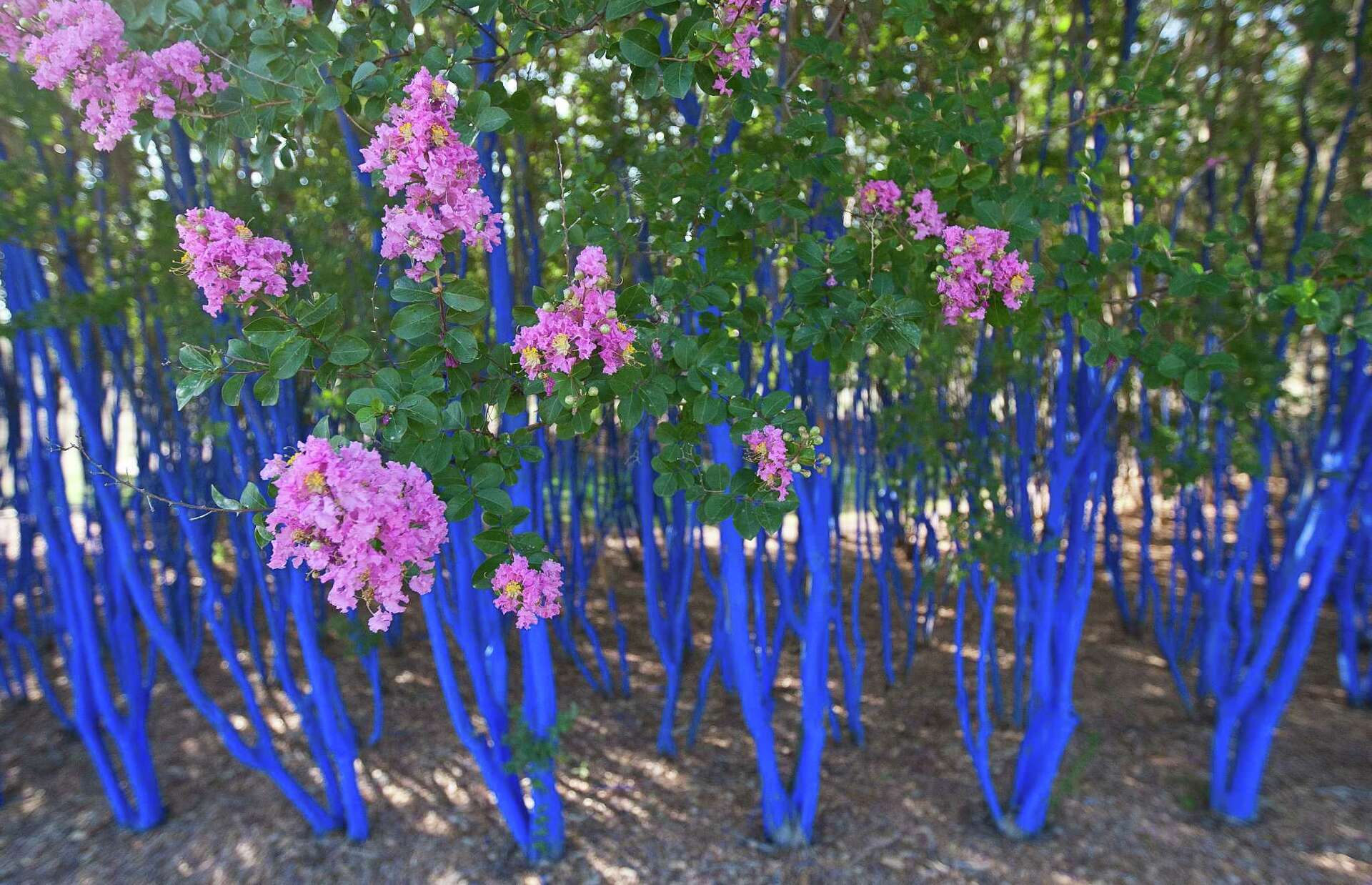 Blue Trees inspire new views of nature