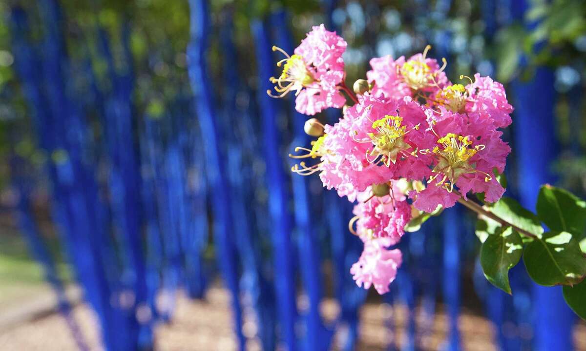 Blue Trees inspire new views of nature