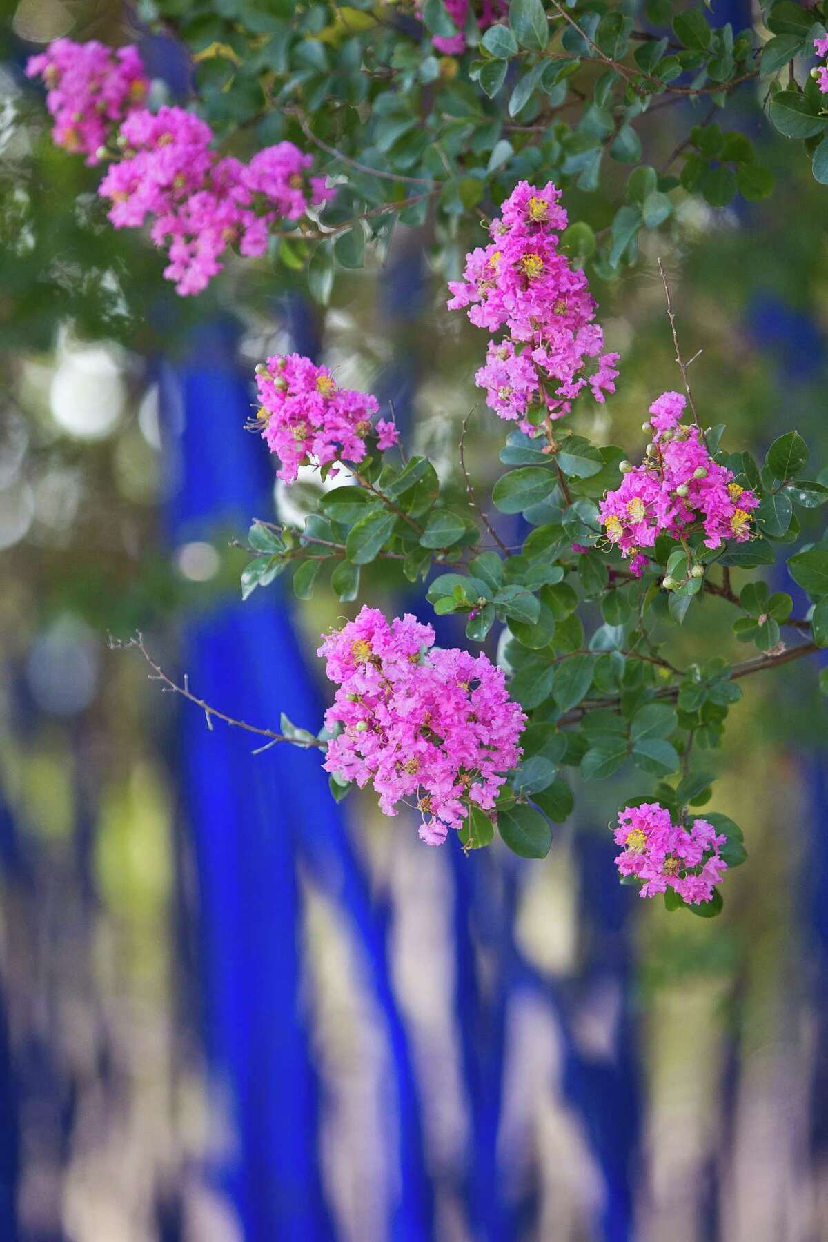 Blue Trees inspire new views of nature