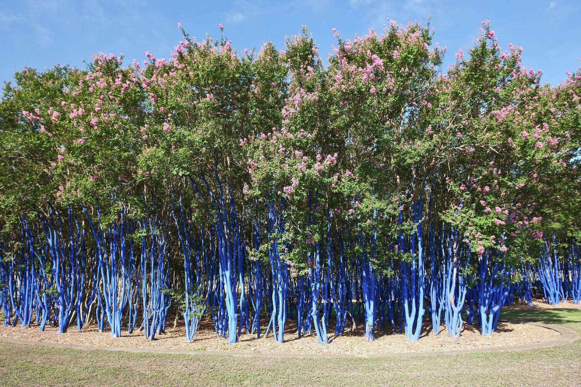 Blue Trees inspire new views of nature