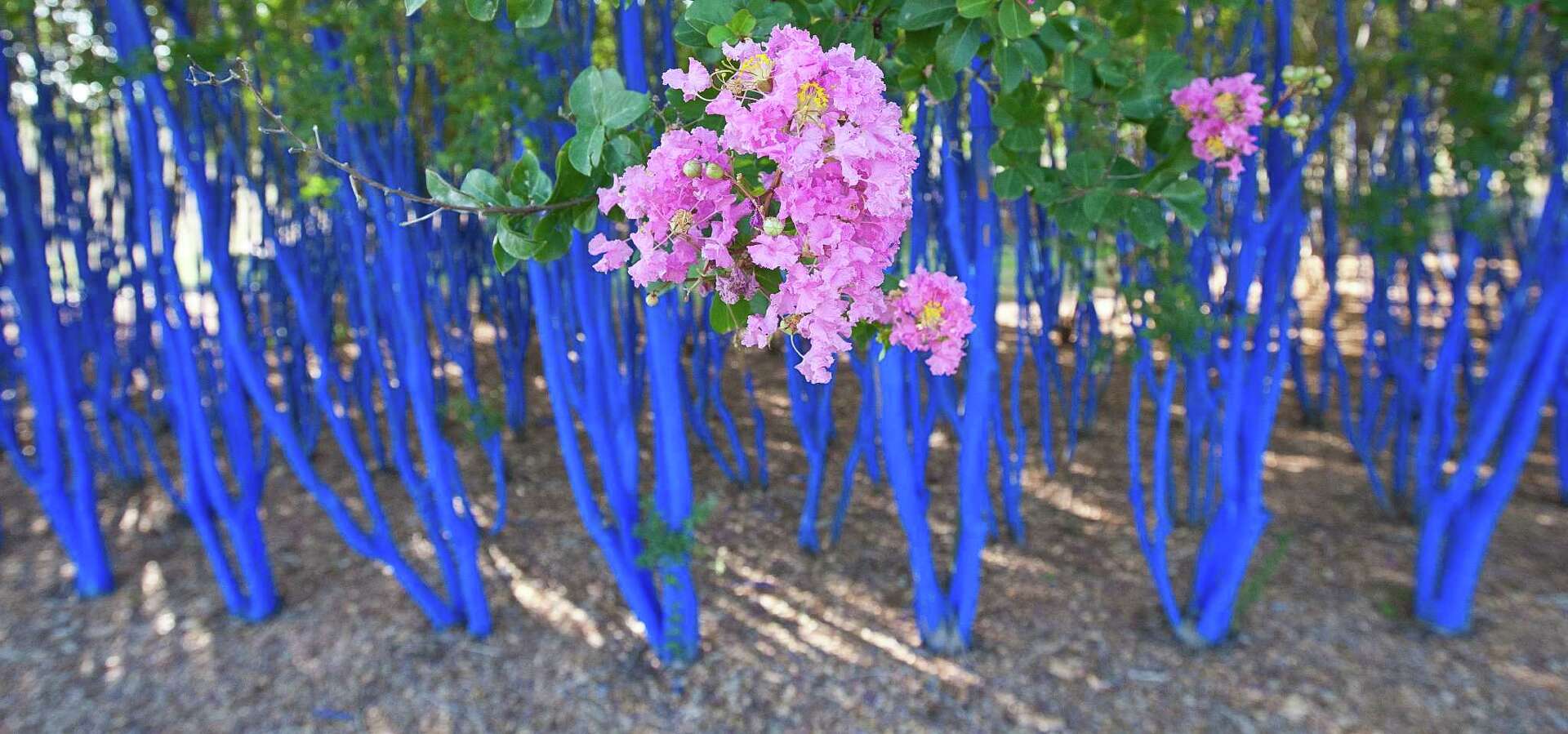 Blue Trees inspire new views of nature