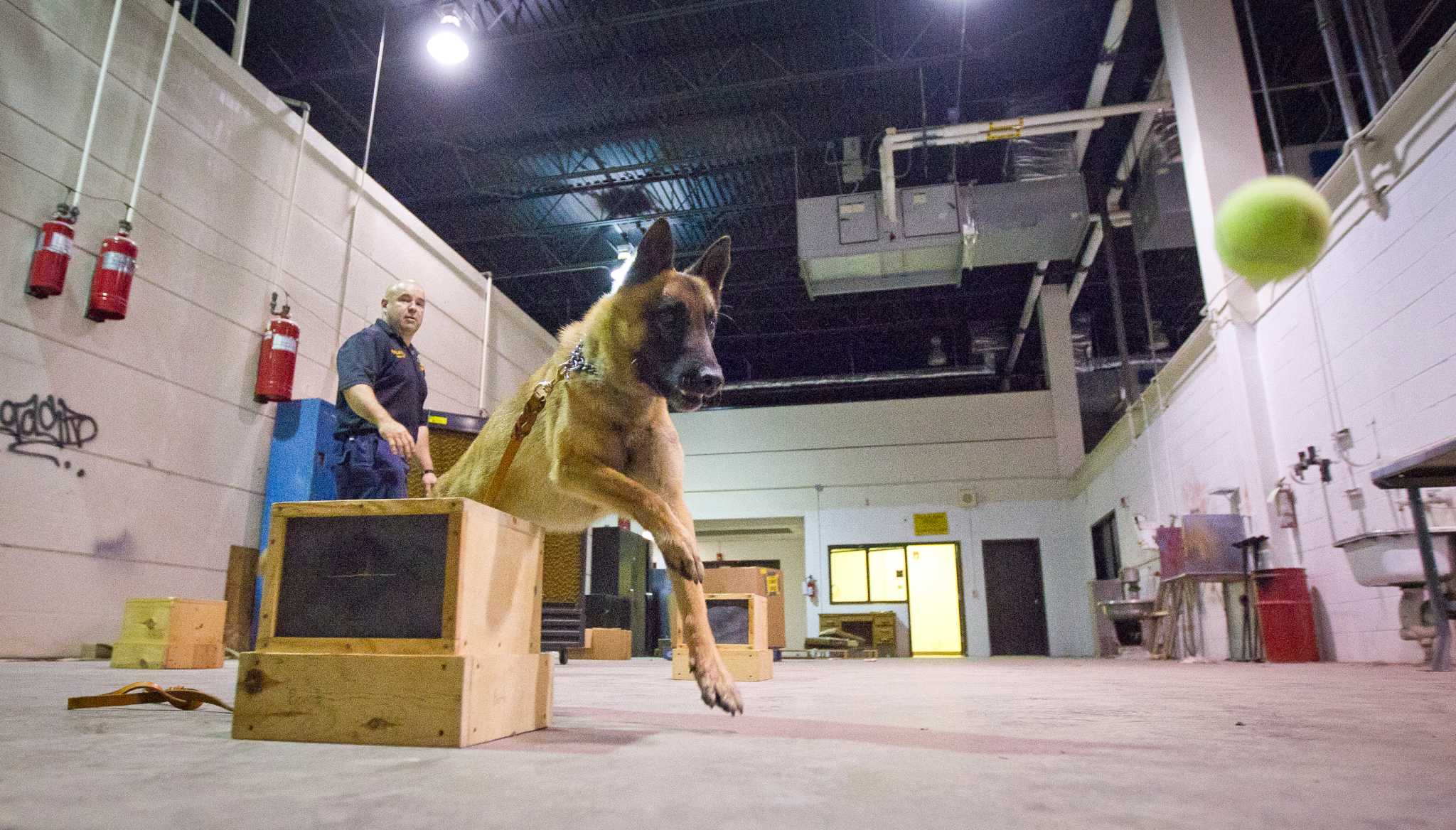 Deputy dogs: Sheriff's office adds four to K9 unit