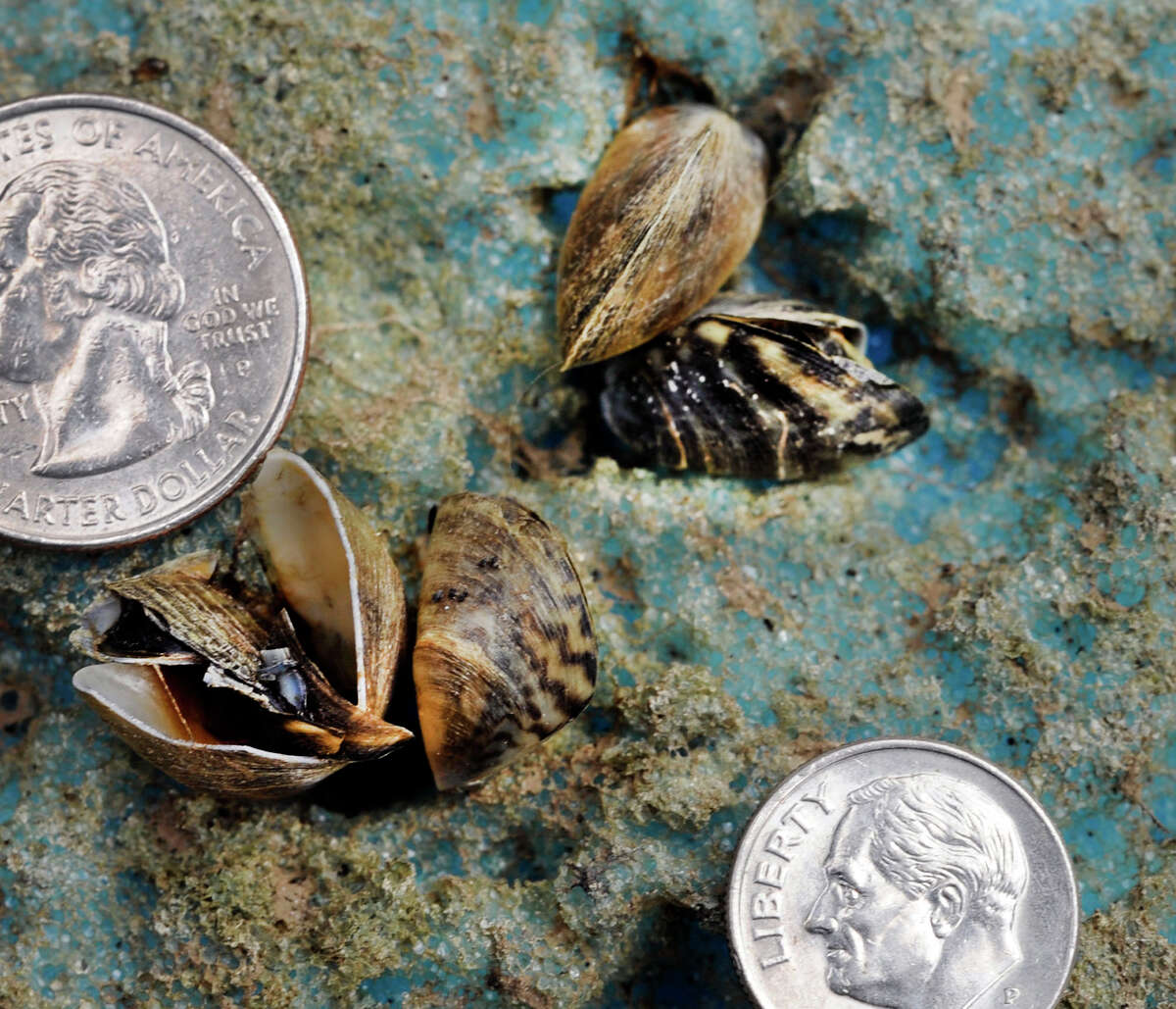 Texas zebra mussels rule goes into effect Tuesday