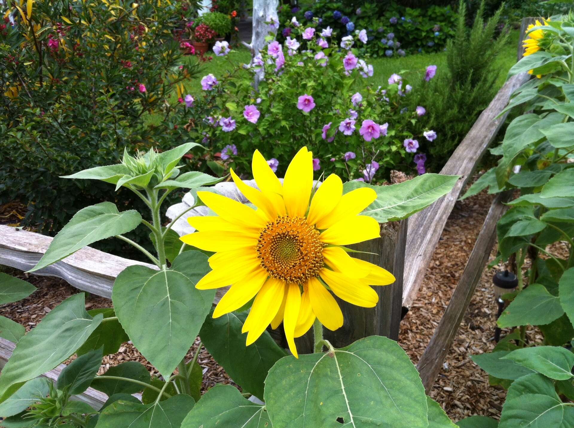 Cottage blooms keep vacation memories alive