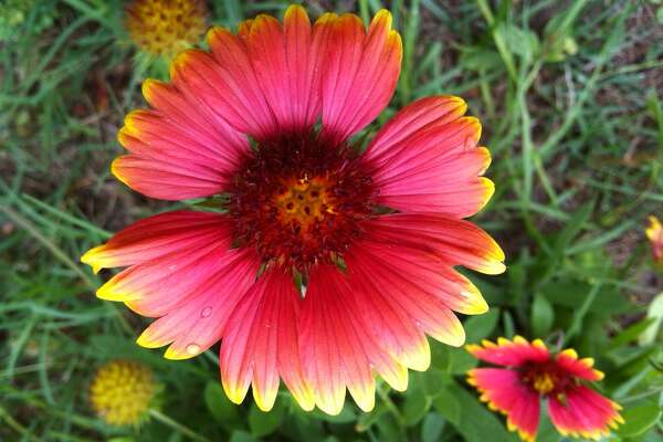 Cottage blooms keep vacation memories alive - HoustonChronicle.com