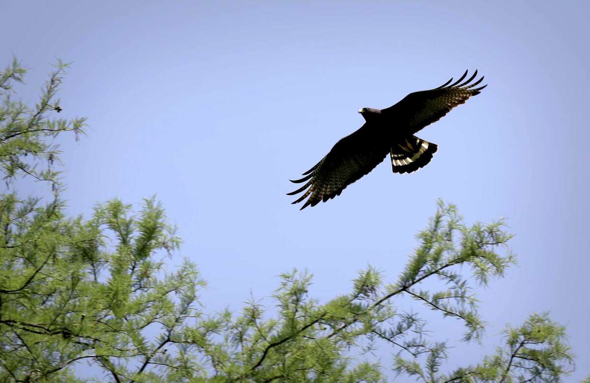Endangered birds of Texas