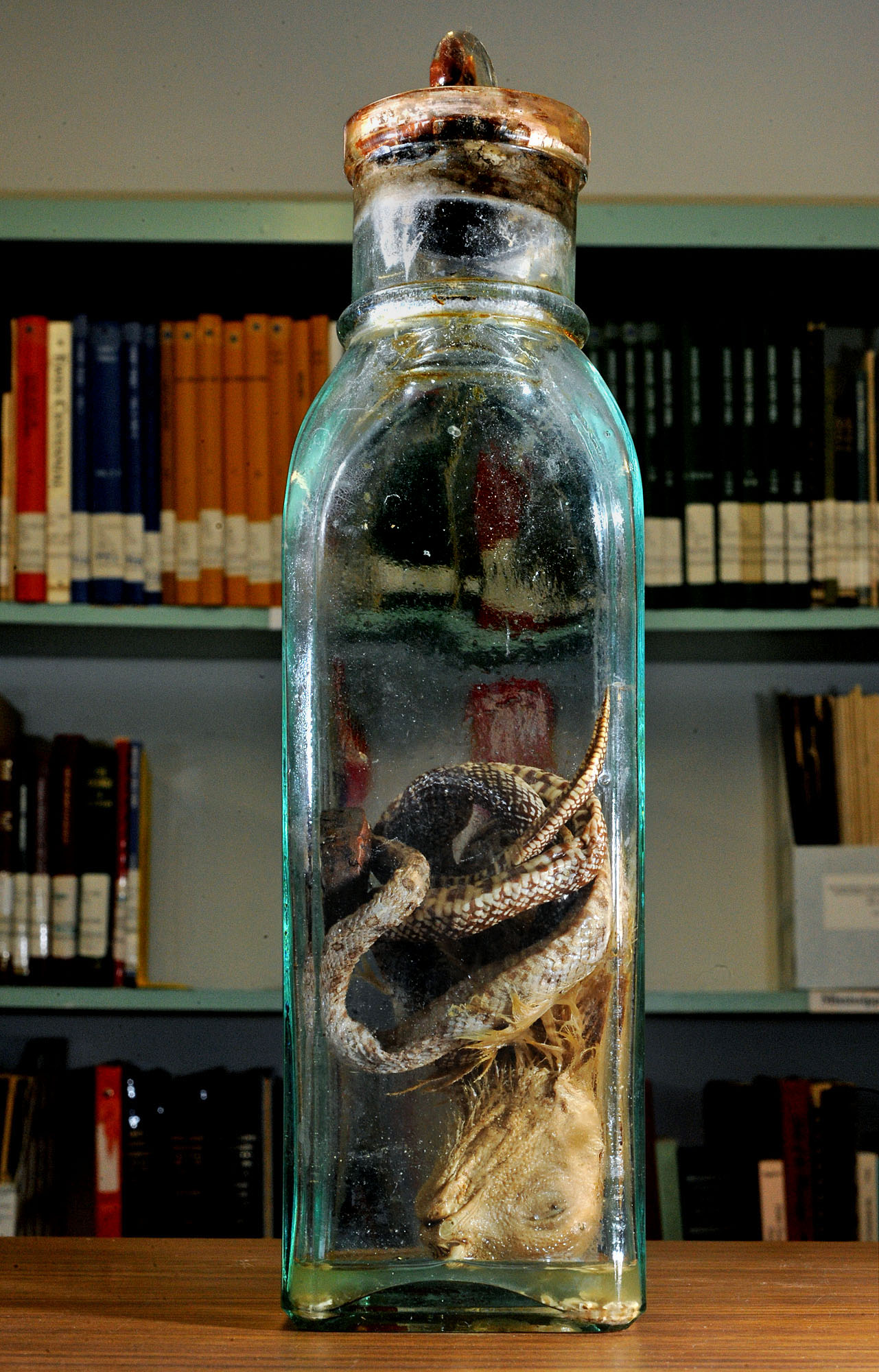 Jarring oddity floats in jar in Kountze home