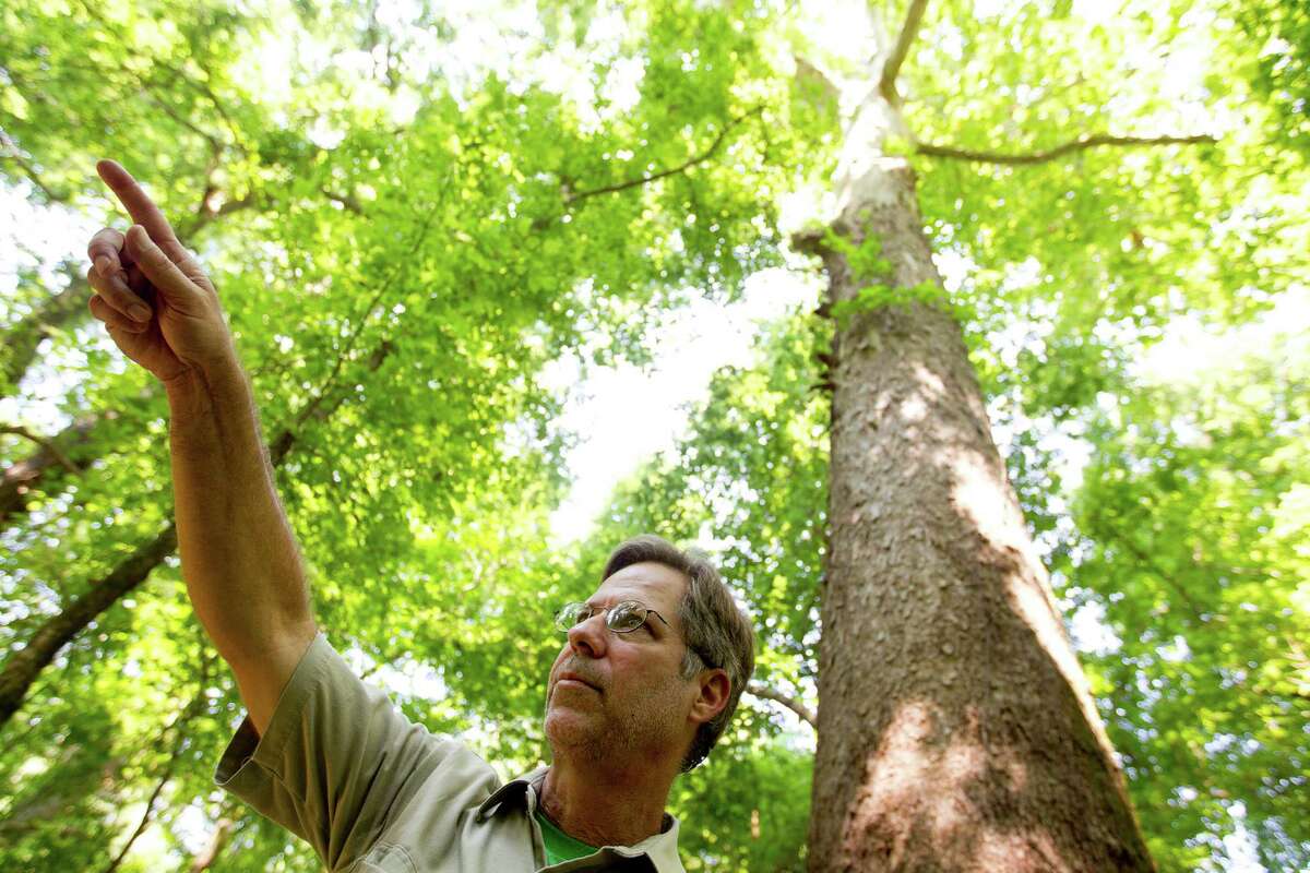 New arboreal champion crowned in Greens Bayou watershed