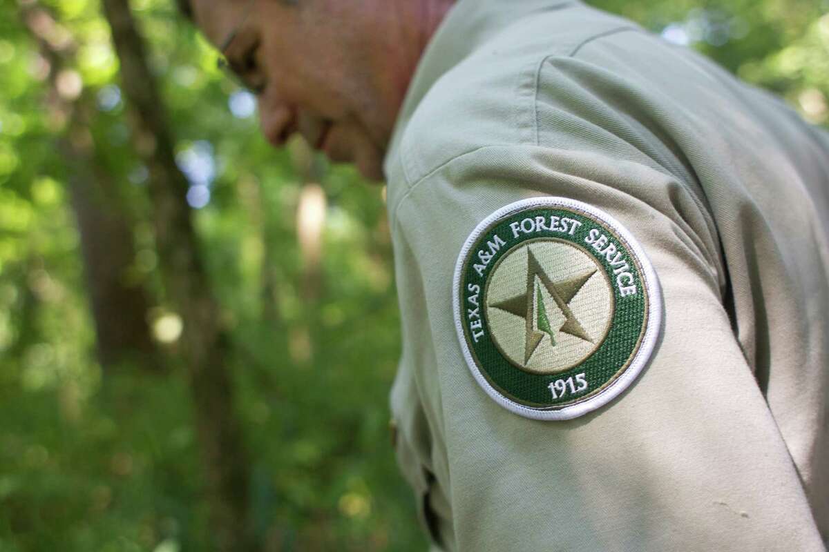 New arboreal champion crowned in Greens Bayou watershed