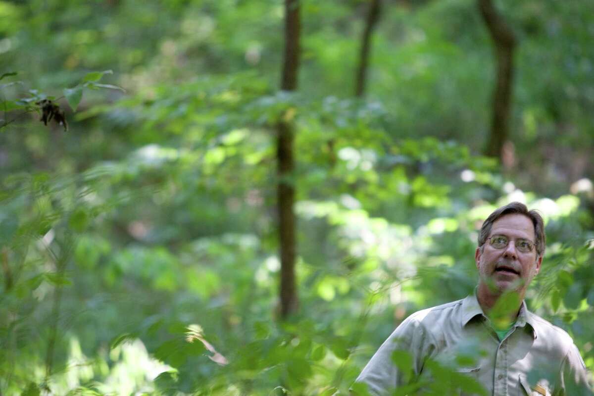 New arboreal champion crowned in Greens Bayou watershed