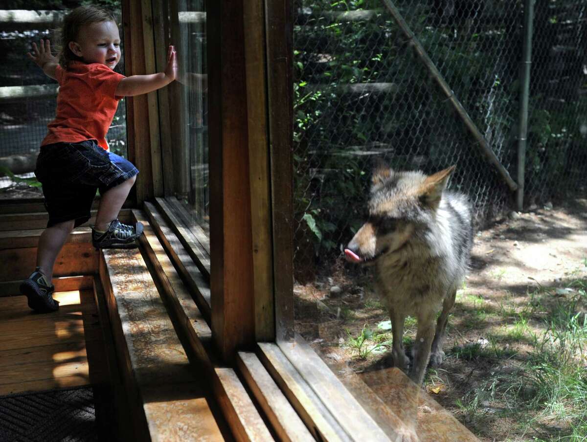 Wolves and leopard on show at Beardsley Zoo