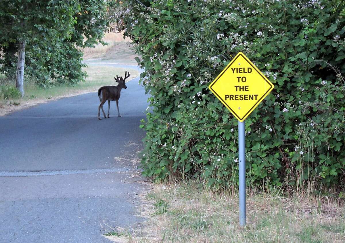 Spirit Rock at 25: meditation and renovation