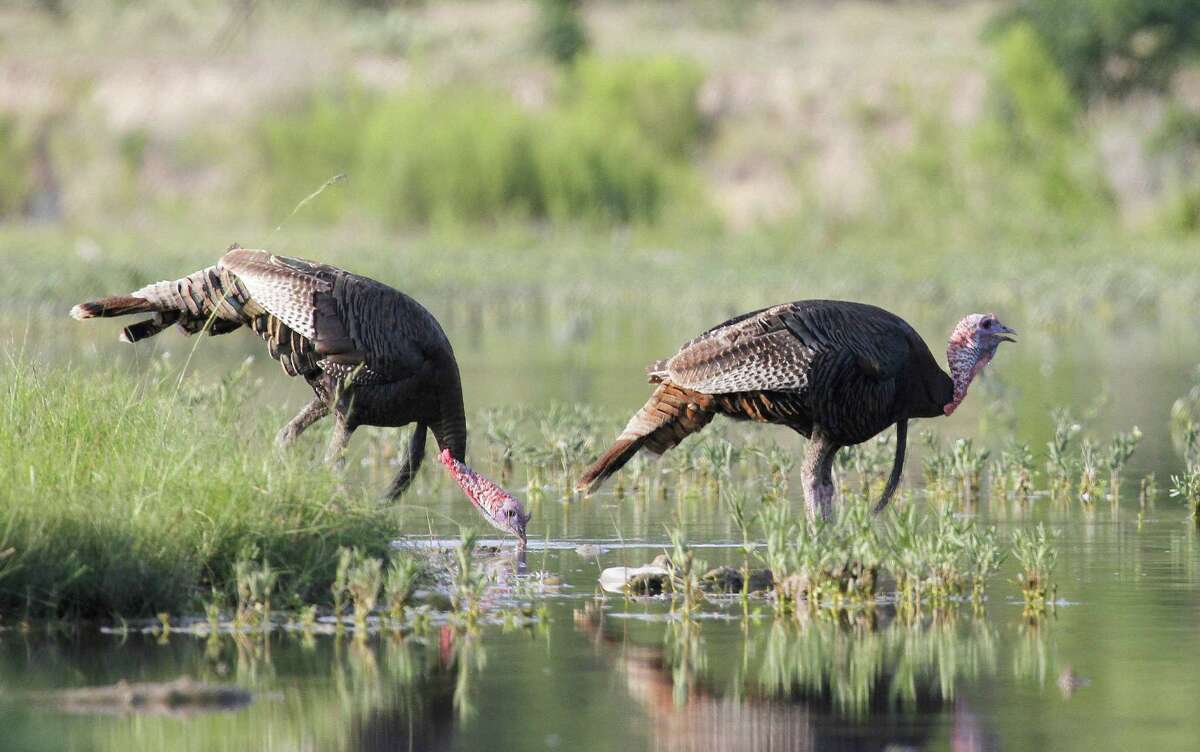 The 7 best parks to camp near Houston