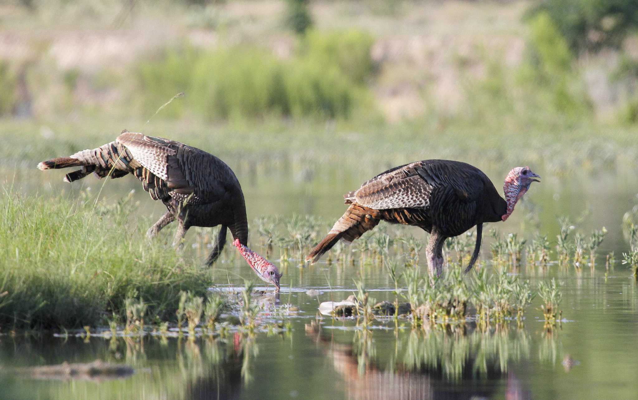 The heat is on for wildlife in need of summer rainfall