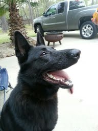 No leads in search for trained police dog missing a week from Chambers ...