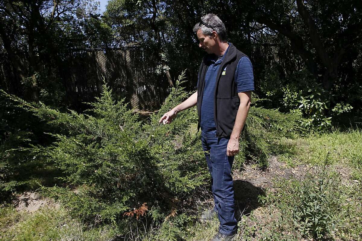 Serial S.F. tree-snapper back at it, cops say