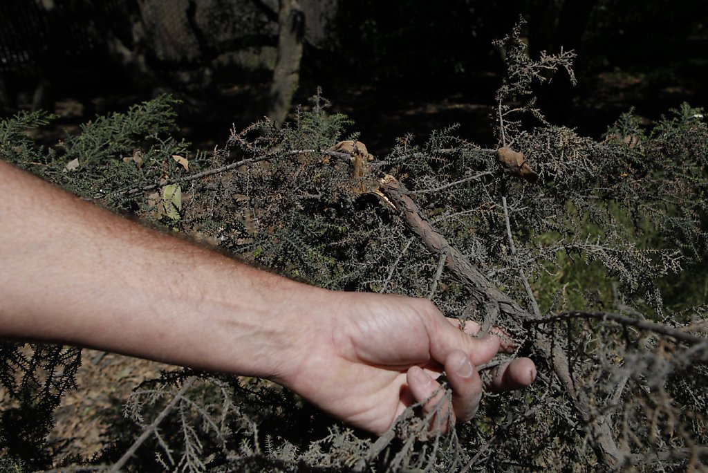 Golden Gate Park tree vandal suspect charged