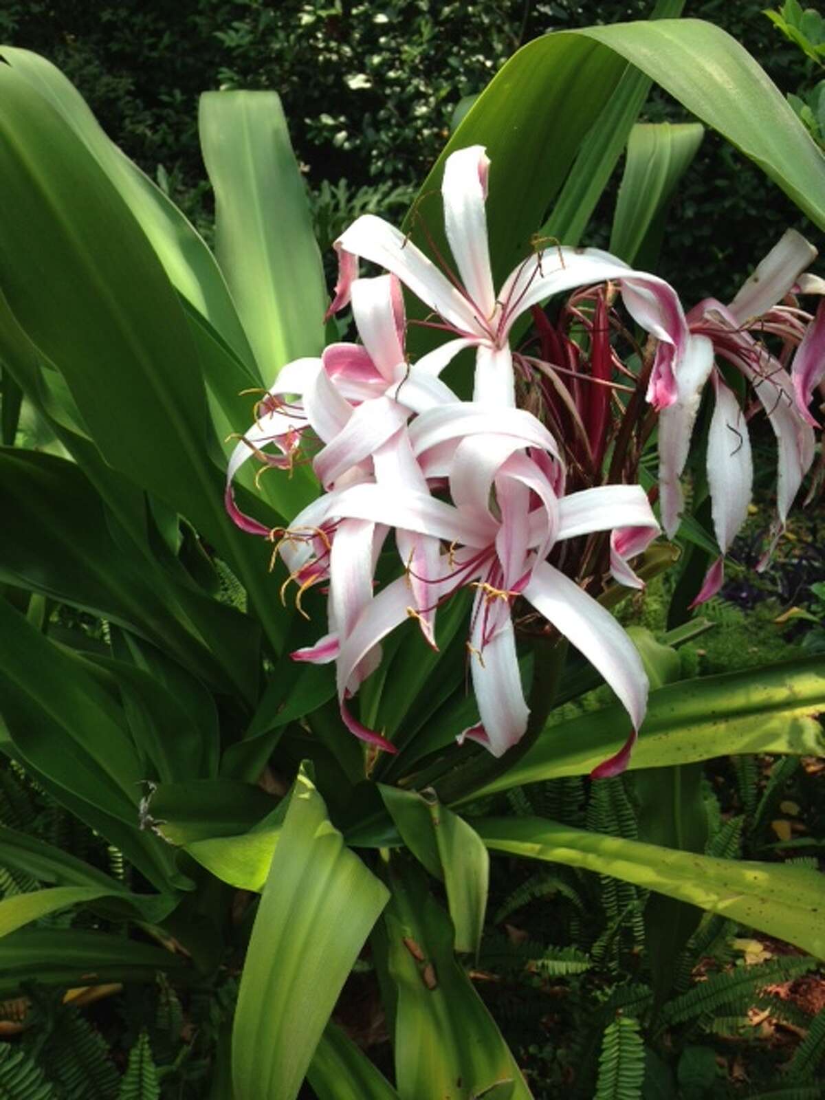 Crinums bring large, fragrant blooms to the summer garden