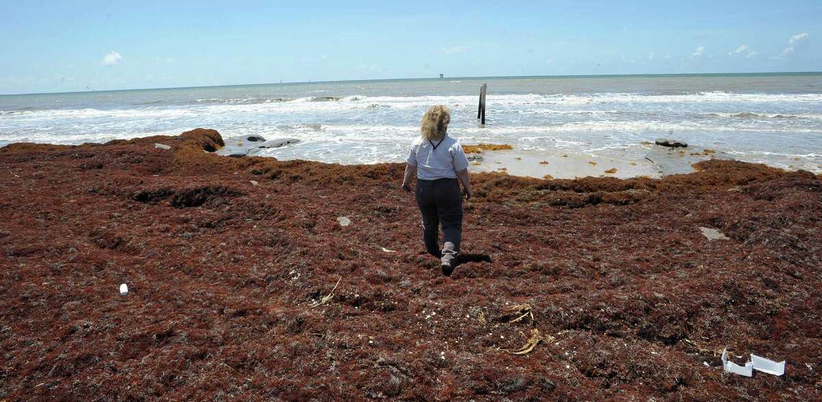 Galveston beaches overrun with unpleasant addition
