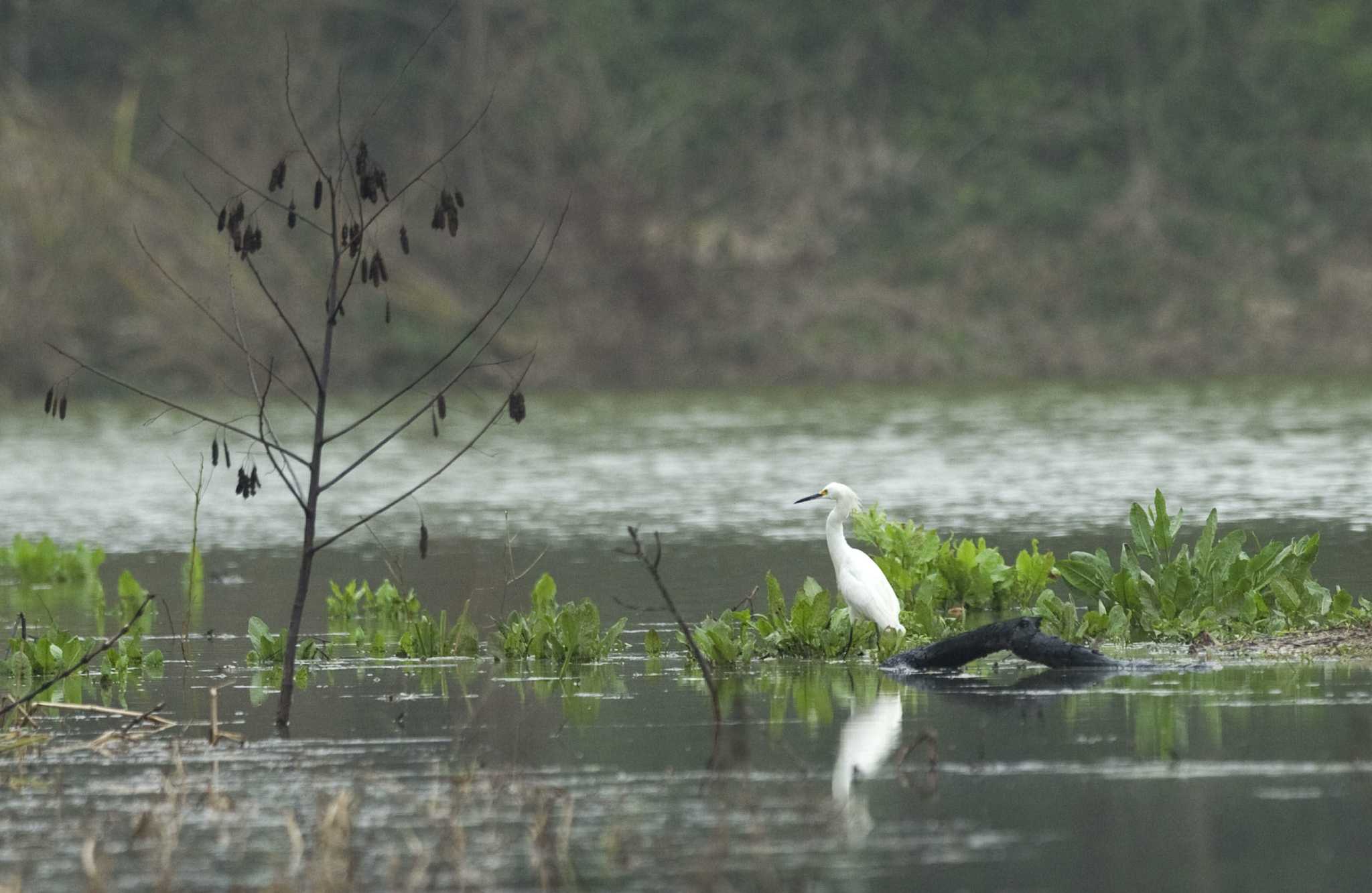 Drought threatens bird habitat