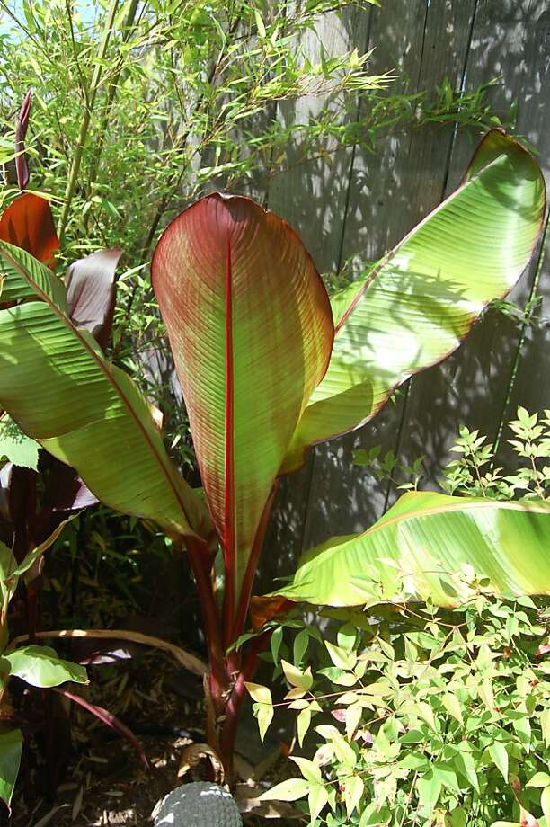 Red banana's leafy appeal - SFGate