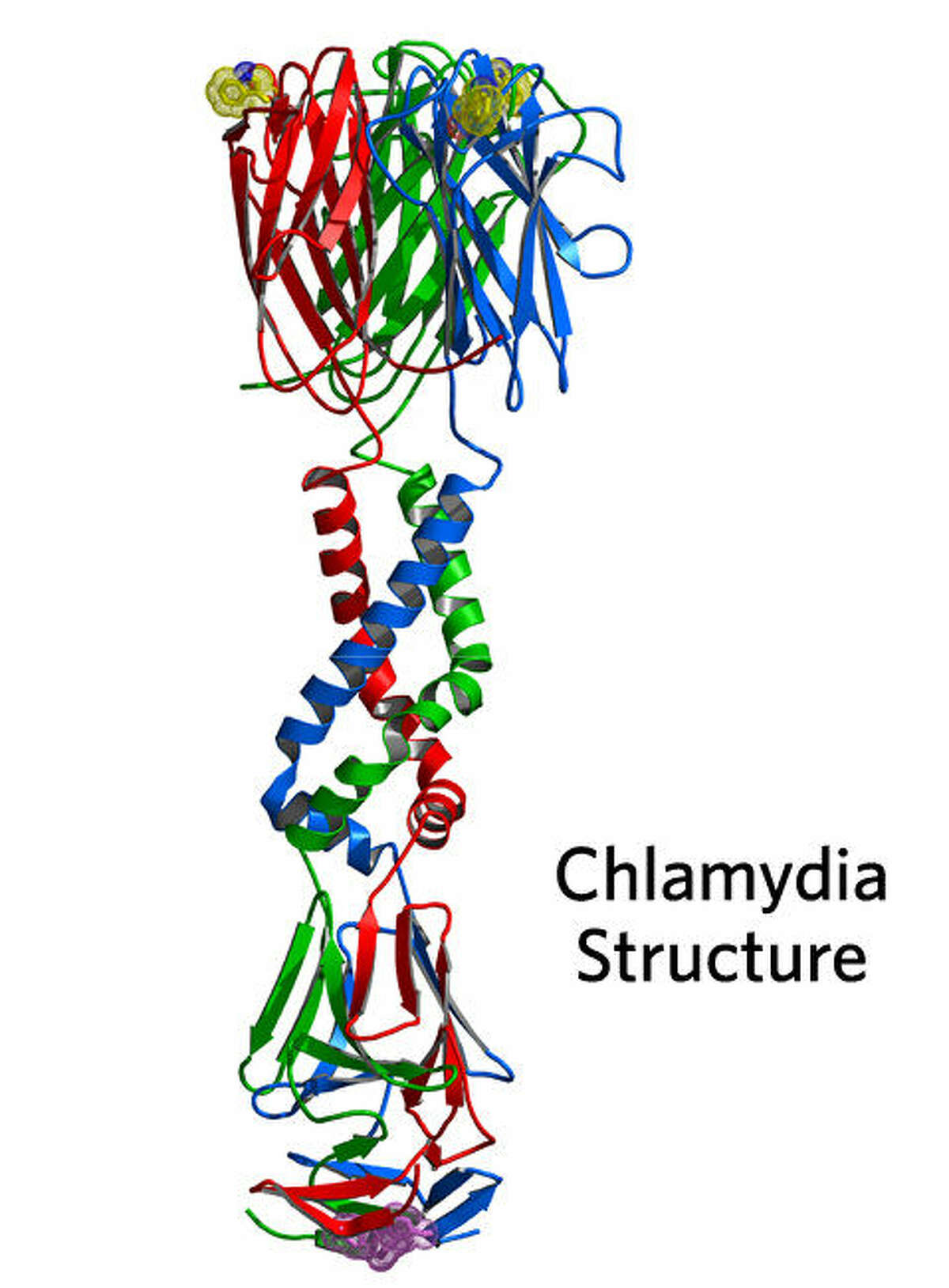Scientists: Chlamydia protein has an odd structure