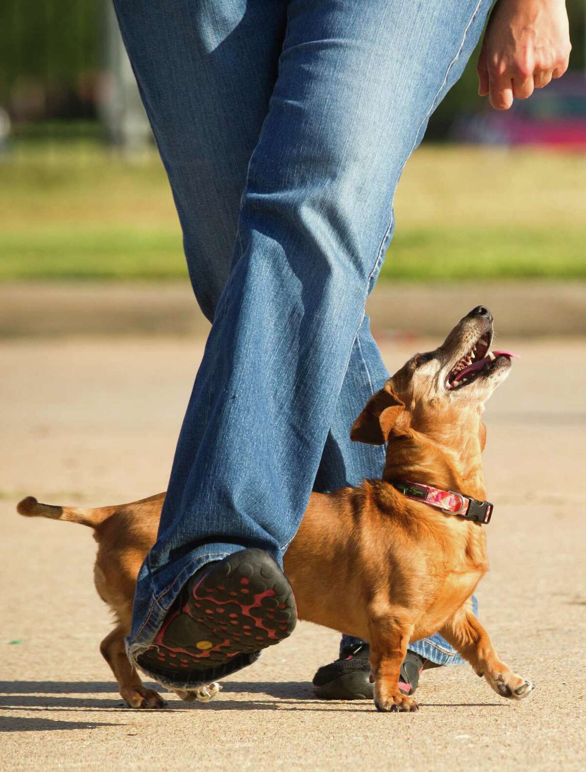 Dancing dogs are some of the stars at Reliant Park dog show