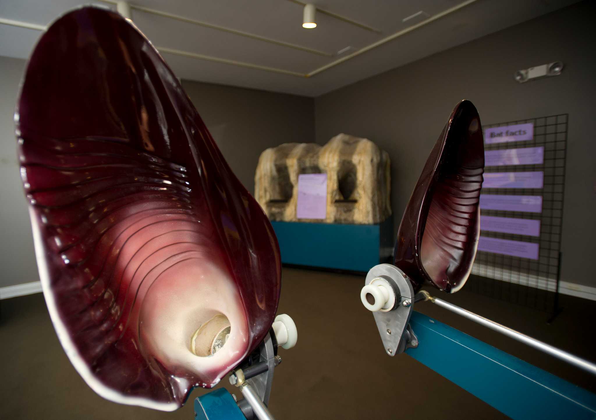 Bats exhibition inspires a walk that celebrates flight