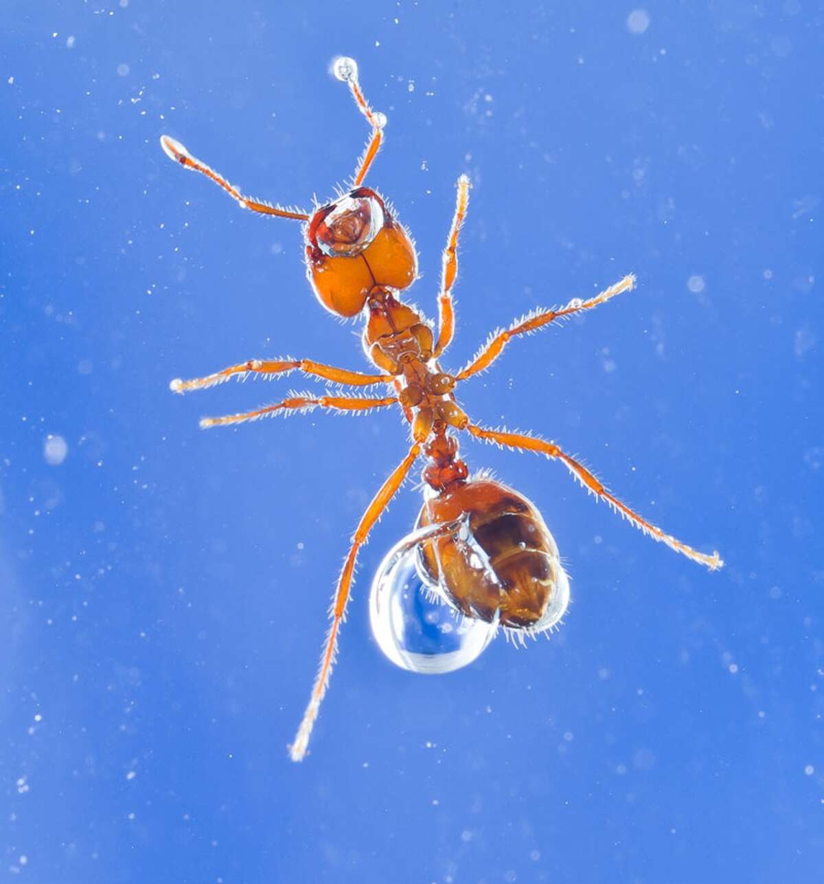 UT gets $2.7M to understand, remove species invading Texas