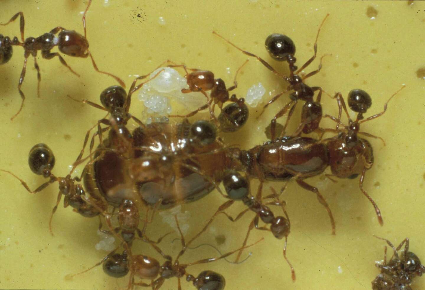 Asian Lady Beetles disguised as lady bugs will burrow in your dogs mouth