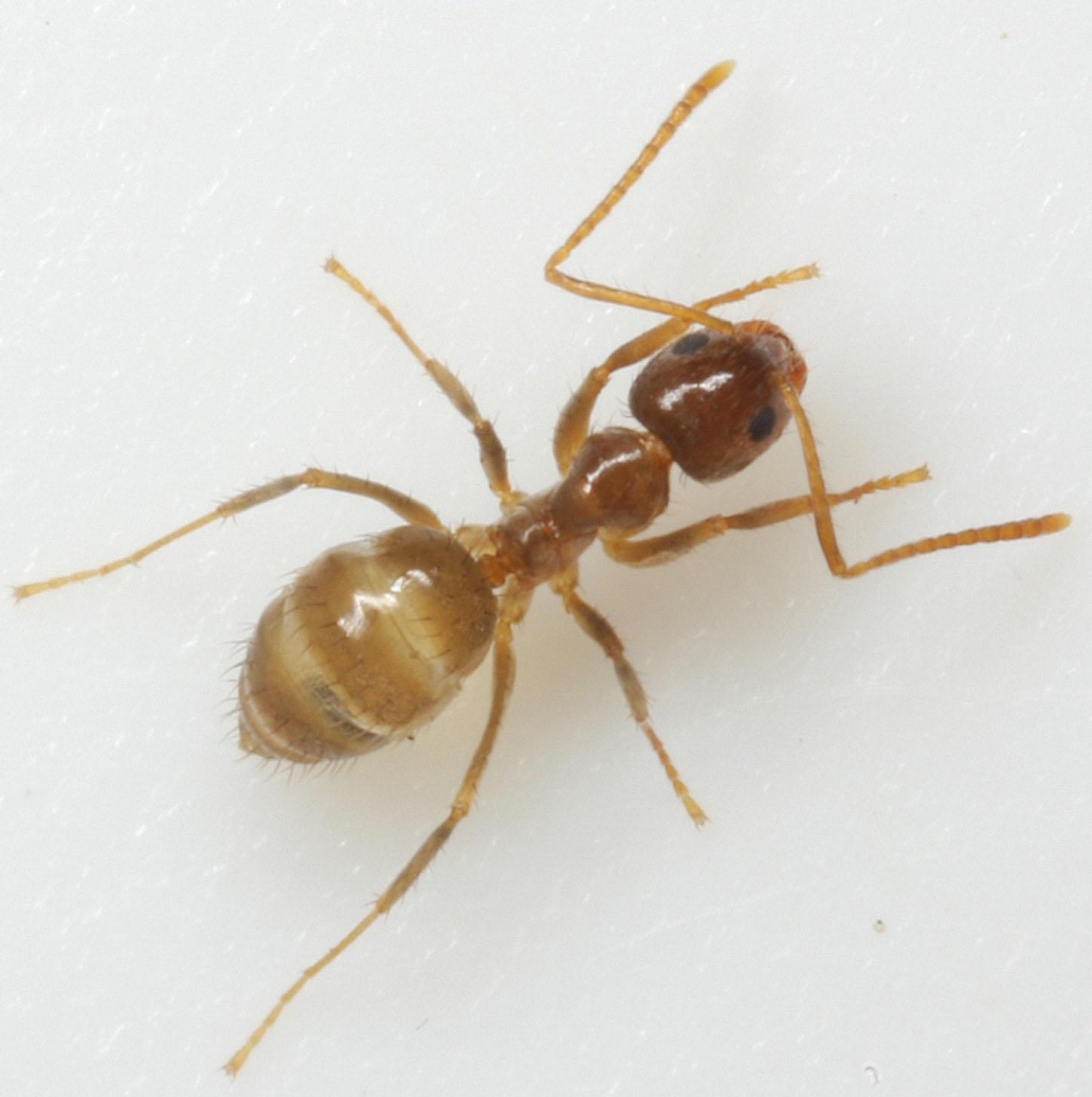 Crazy ants are taking over Texas, and it isn't fun