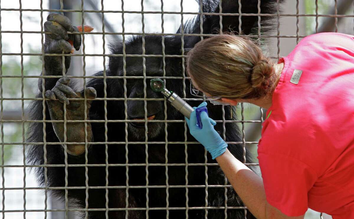 Will elderly chimps 'retire in place' with MD Anderson?