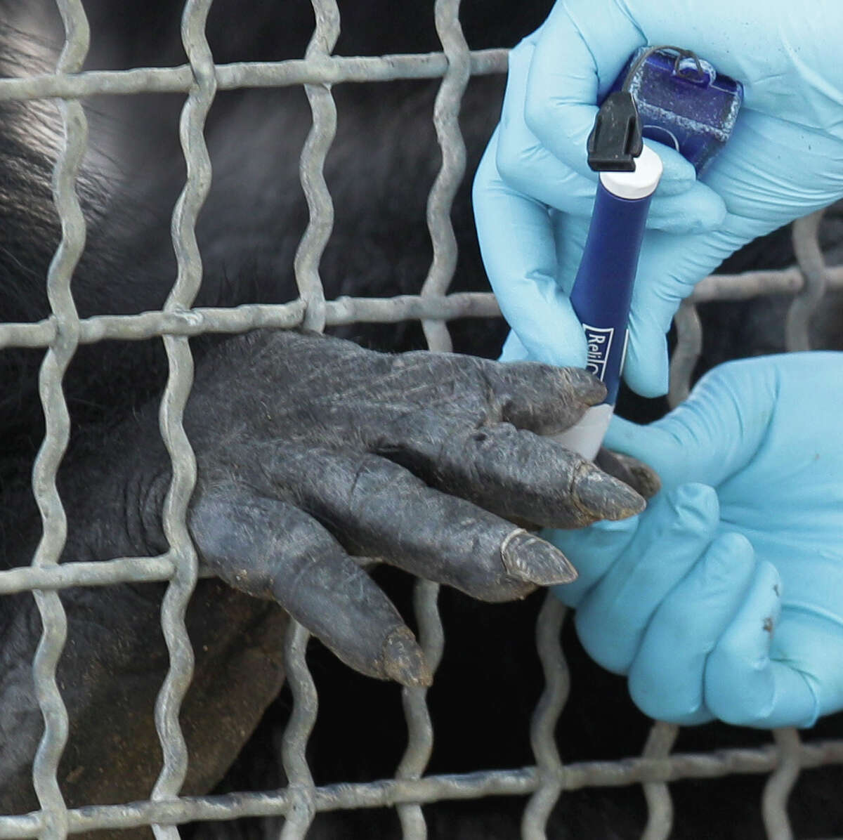 Will elderly chimps 'retire in place' with MD Anderson?