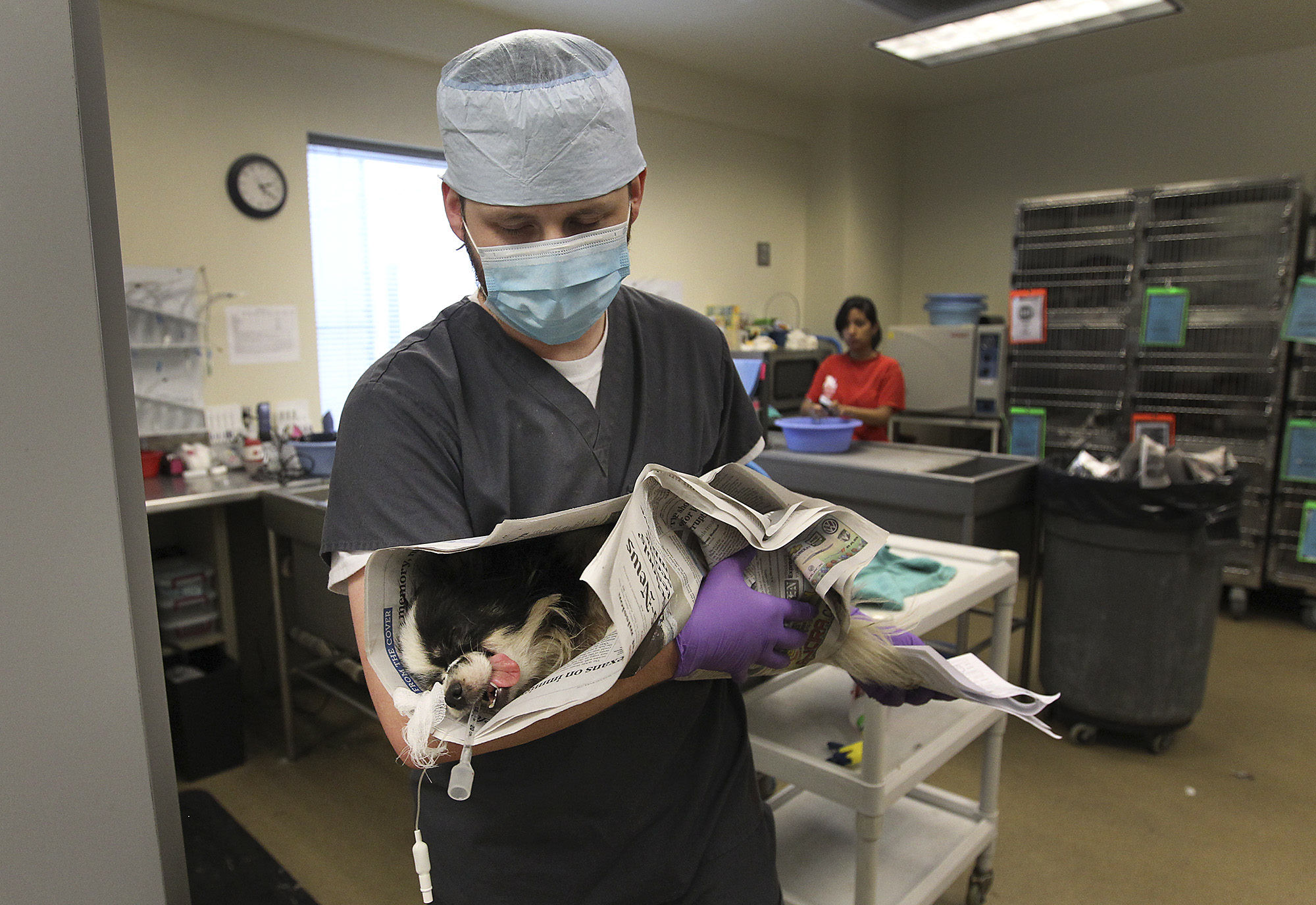 City's massive stray problem despite no-kill goal success