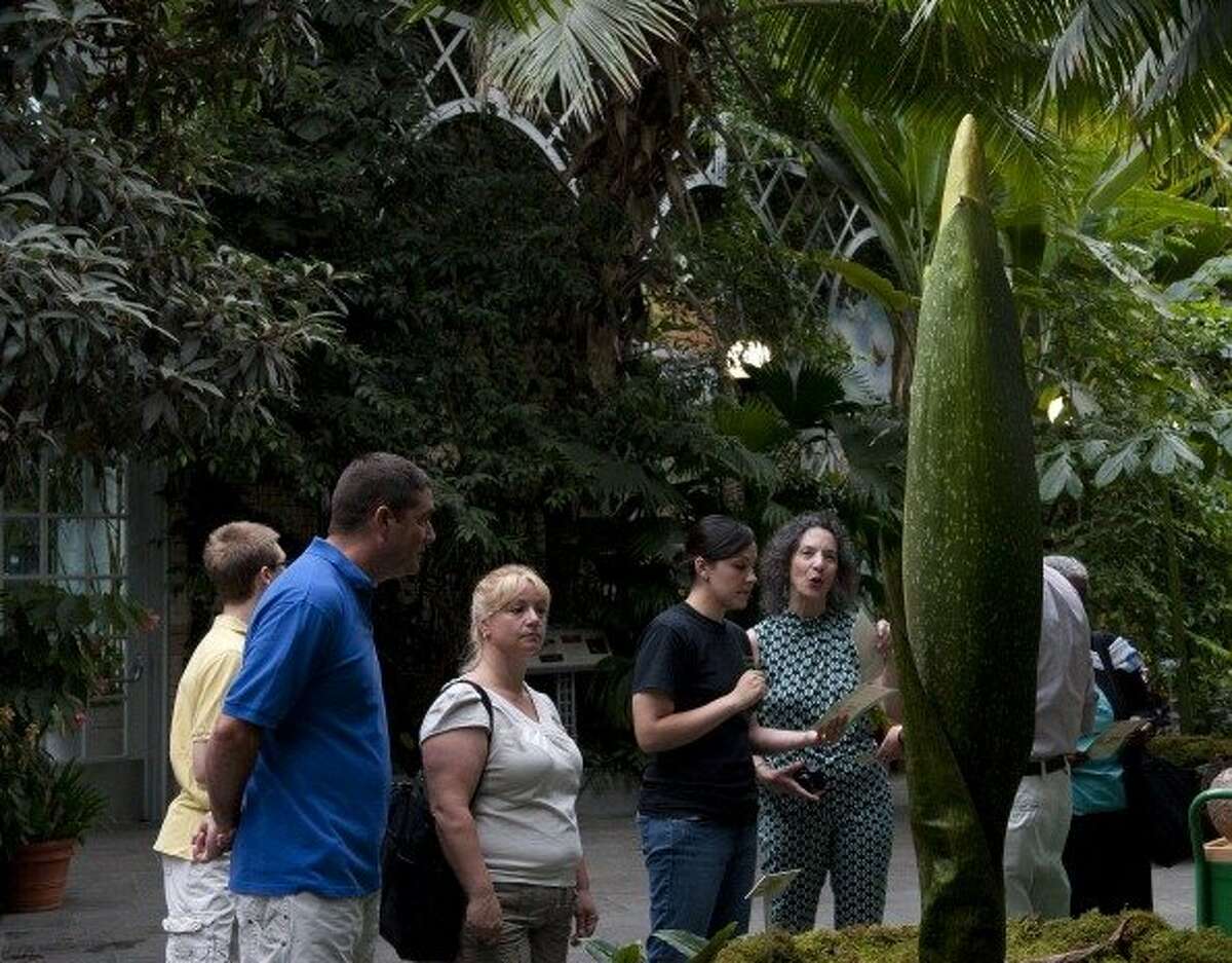 World's smelliest flower in full bloom in Berkeley