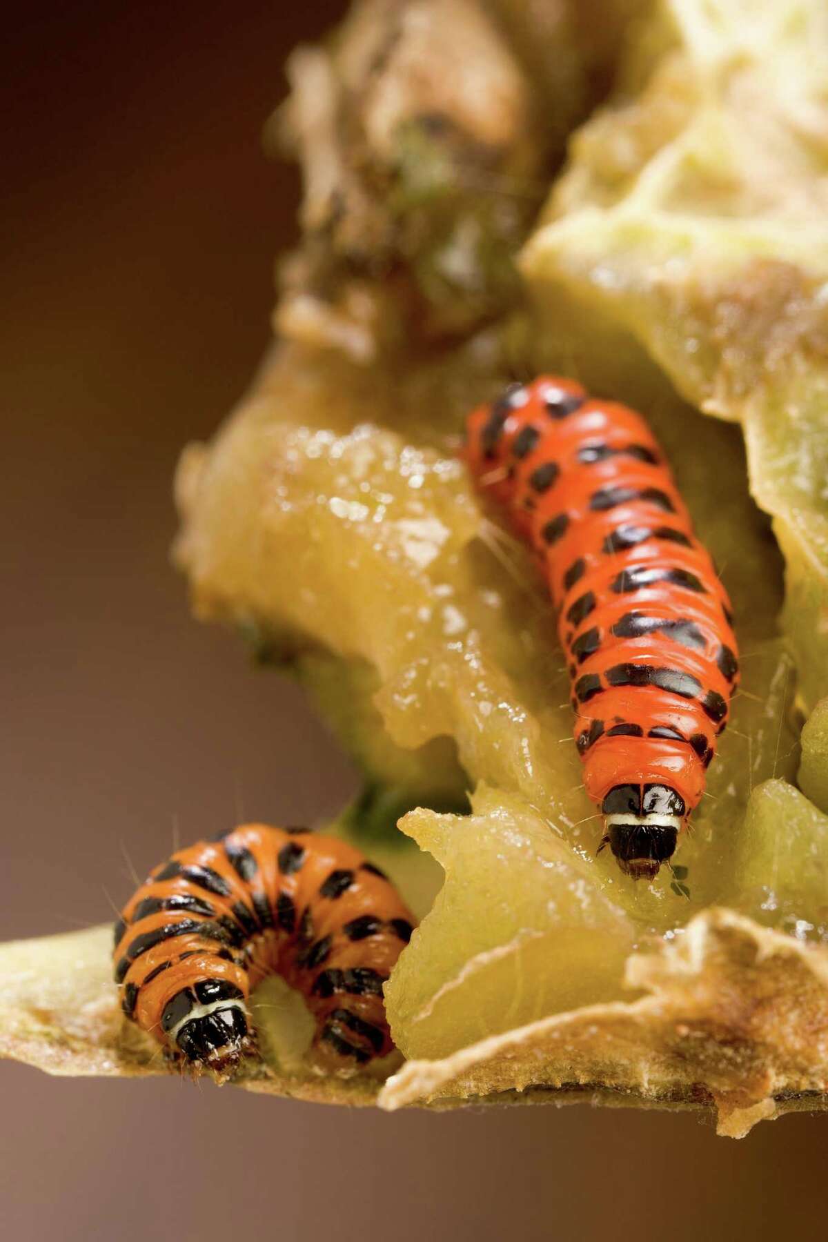 UT gets $2.7M to understand, remove species invading Texas