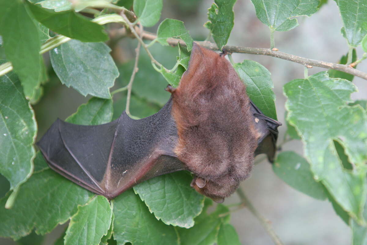 Watch: Pearland bat colony emerges for nighttime feeding