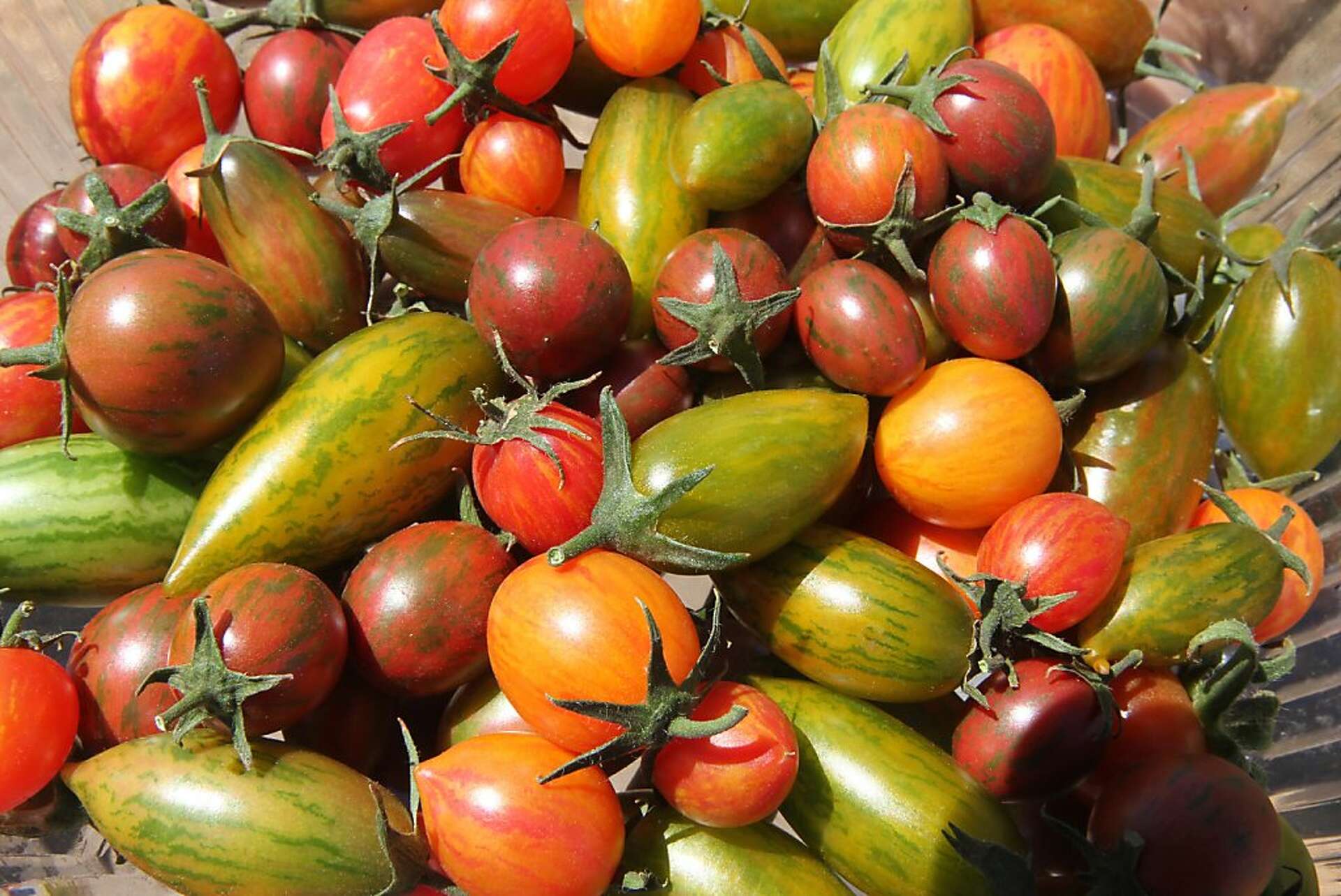 Quest for the perfect tomato